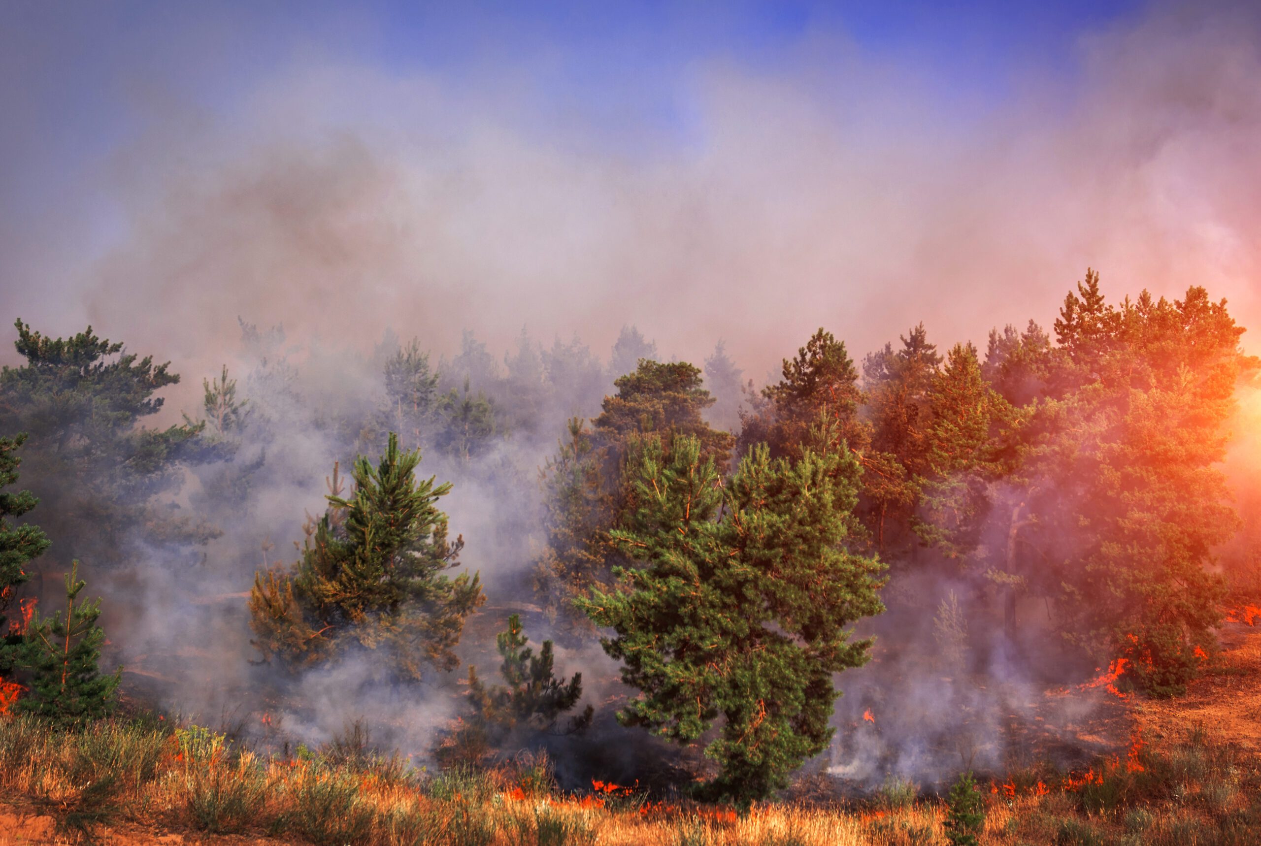 Wildfire information | Westland Insurance